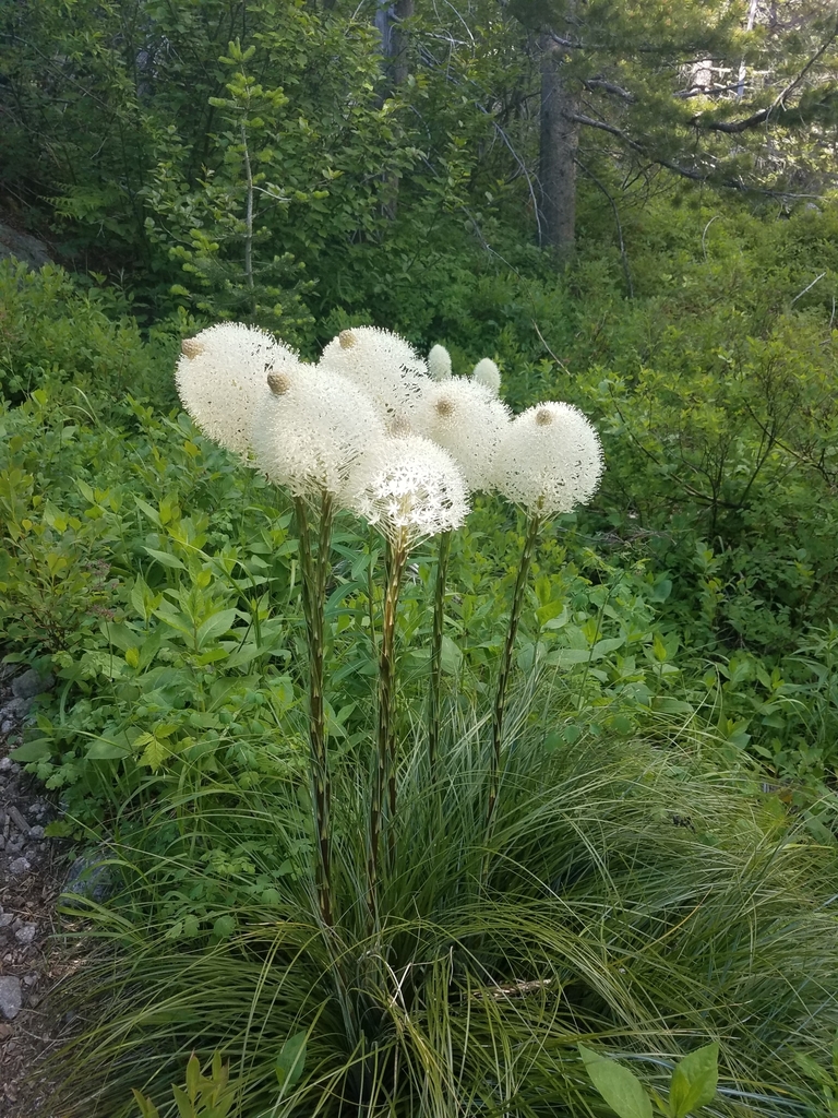common beargrass from Pinesdale, MT 59840, USA on June 29, 2019 at 06: ...