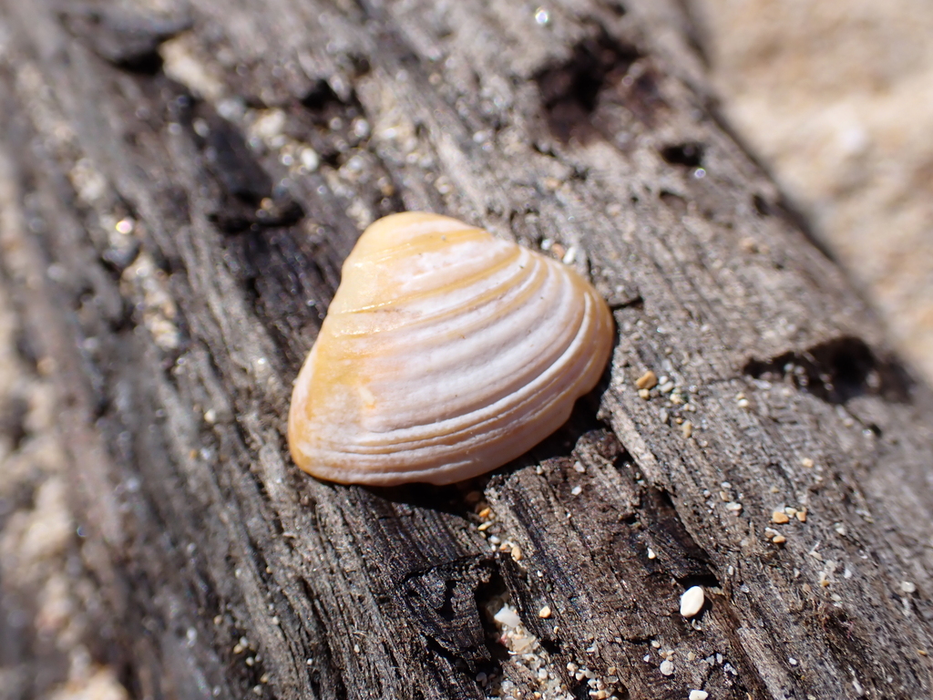 Spisula trigonella from Broulee NSW 2537, Australia on February 8, 2024 ...