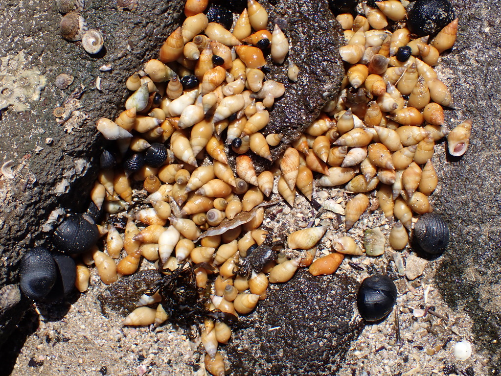 yellow-coated clusterwink from Broulee NSW 2537, Australia on February ...