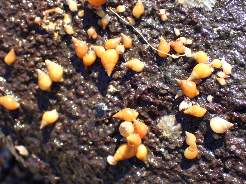 yellow-coated clusterwink from Broulee NSW 2537, Australia on February ...