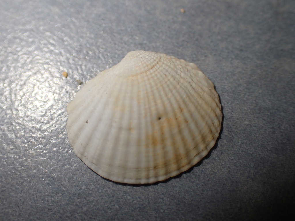 Codakia rugifera from Broulee NSW 2537, Australia on February 8, 2024 ...