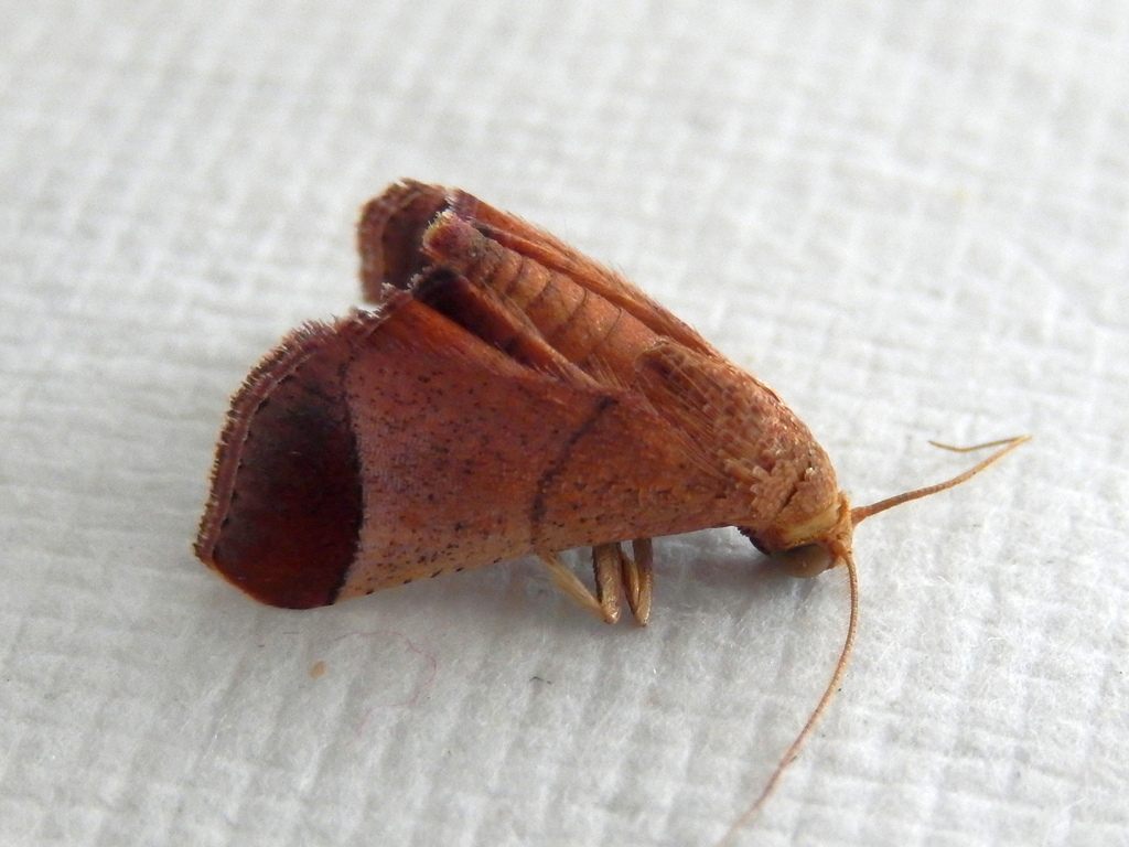 Curena externalis from Sydney NSW, Australia on February 10, 2024 at 11 ...