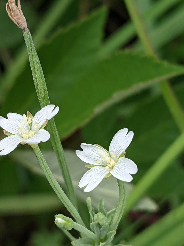 Willowherb from Elsmore NSW 2360, Australia on February 11, 2024 at 12: ...
