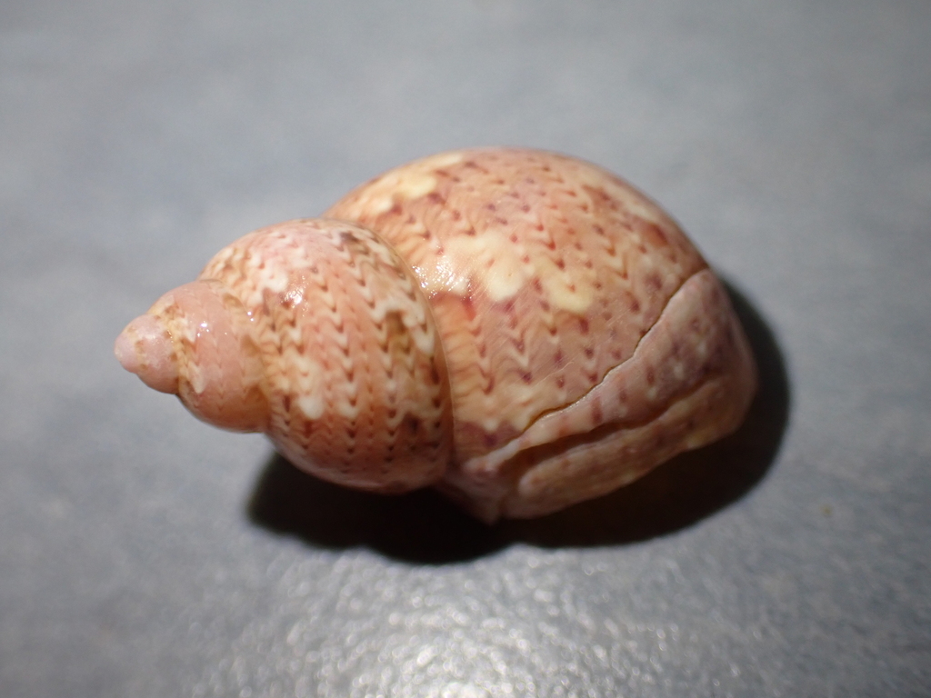 Common pheasant shell from Broulee NSW 2537, Australia on February 8 ...