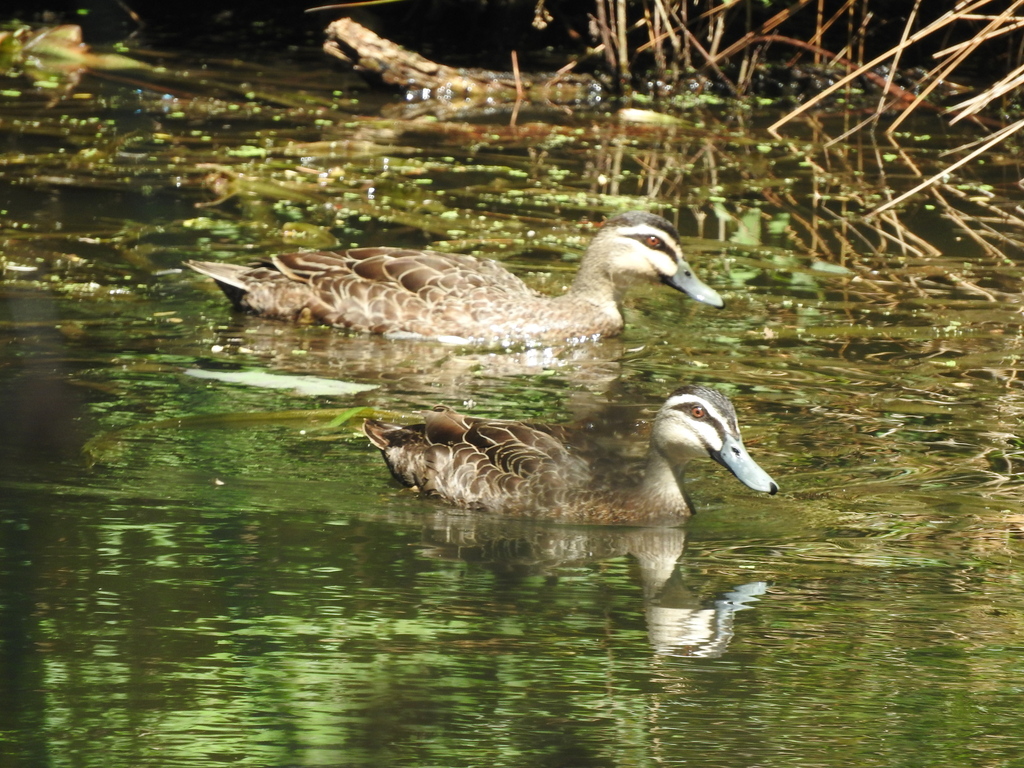 Pacific Black Duck from Melbourne Victoria, Australie on January 28 ...