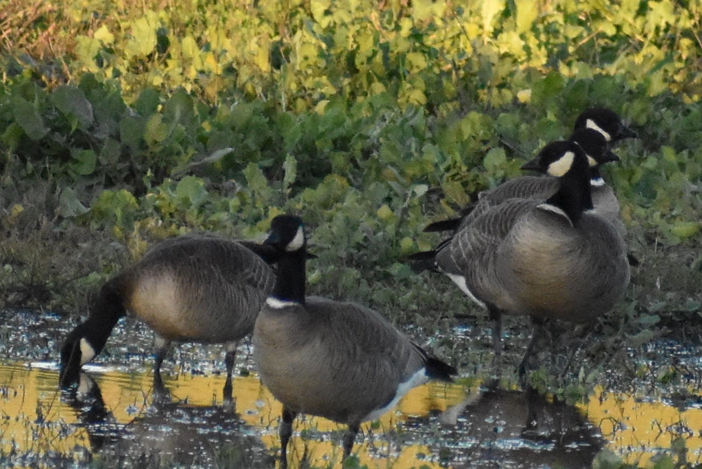 Cackling Goose from Central Park, Fremont, CA, US on February 10, 2024 ...