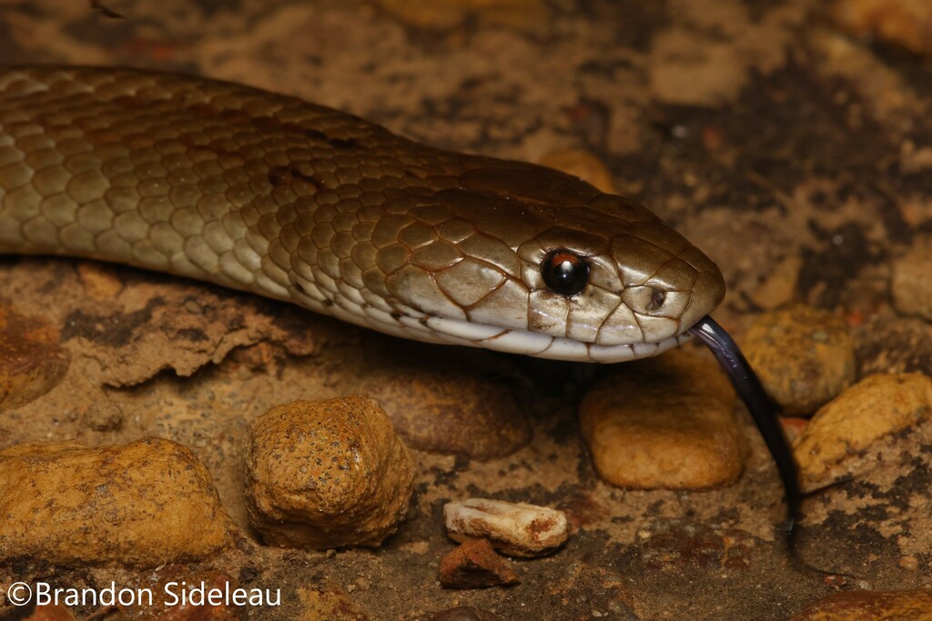 Weigel's Black Snake from Tipperary NT 0822, Australia on April 24 ...