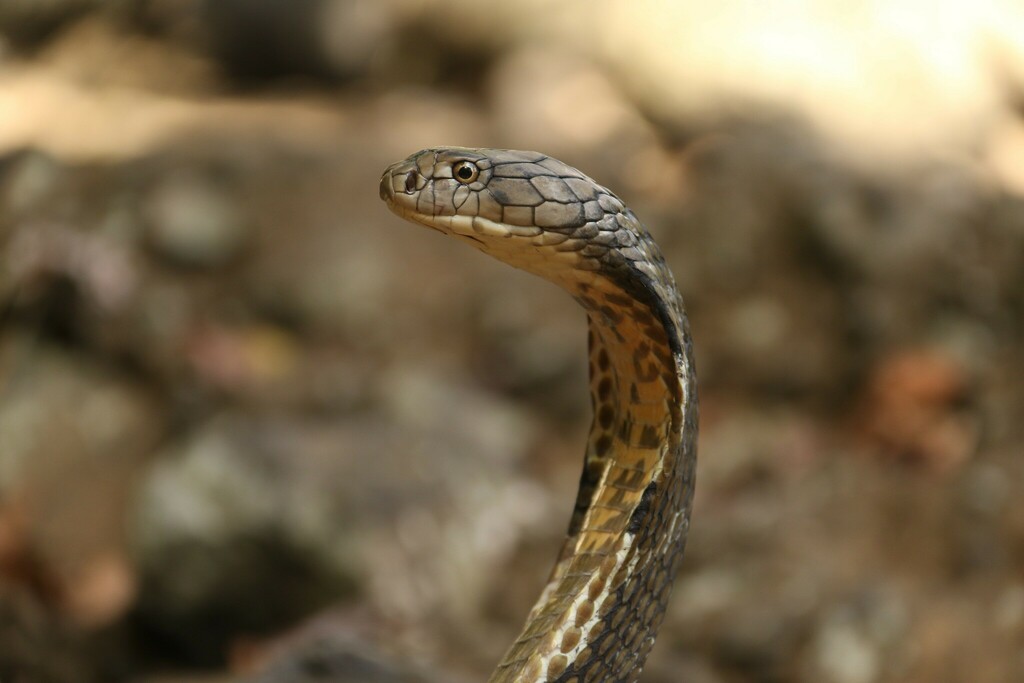 King Cobra from Tabanan, Bali, Indonesia on August 04, 2019 at 06:00 PM ...