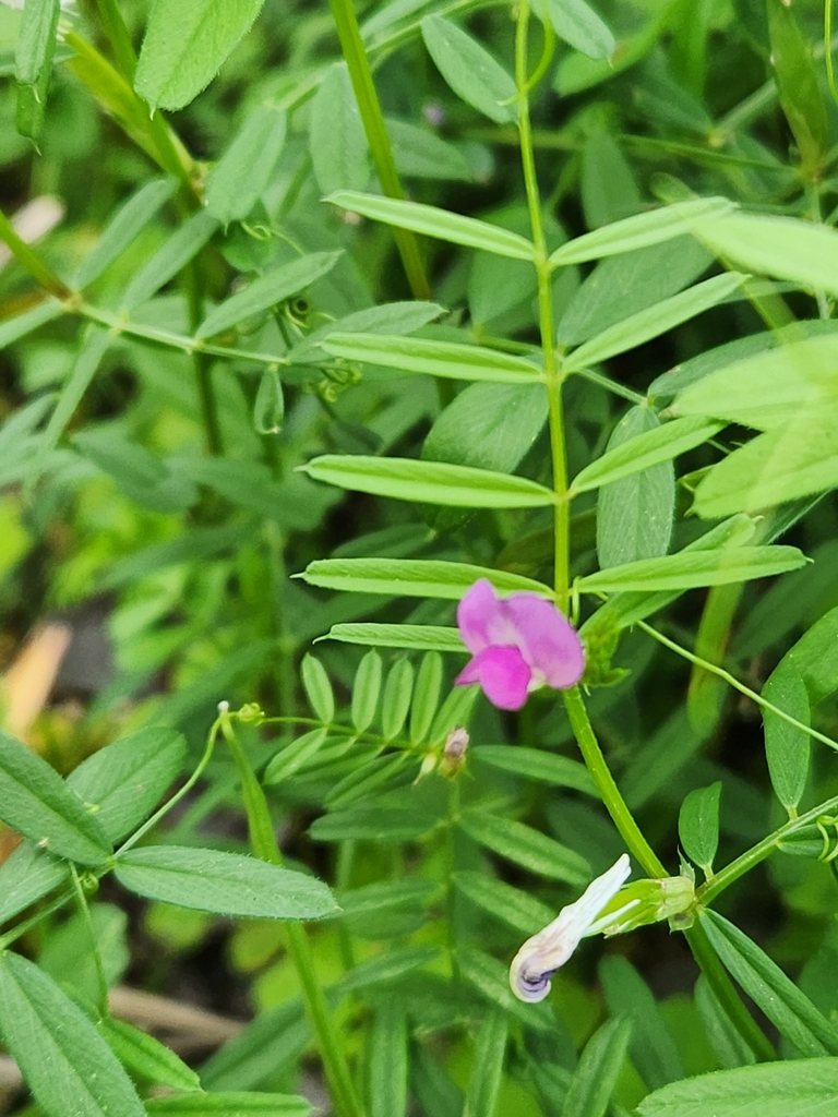 narrow-leaved vetch from Alafaya, FL 32816, USA on January 26, 2024 at ...
