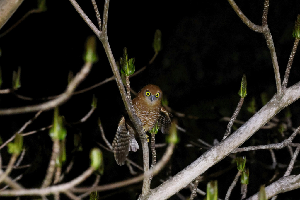 Christmas Boobook from Christmas Island on January 14, 2024 at 07:58 PM ...