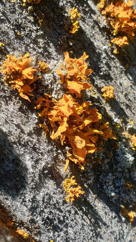 Teloschistes velifer from Lake Tekapo 7999, New Zealand on January 15 ...