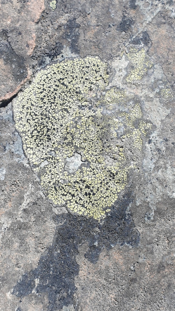Map Lichens from Lake Tekapo 7999, New Zealand on January 15, 2024 at ...