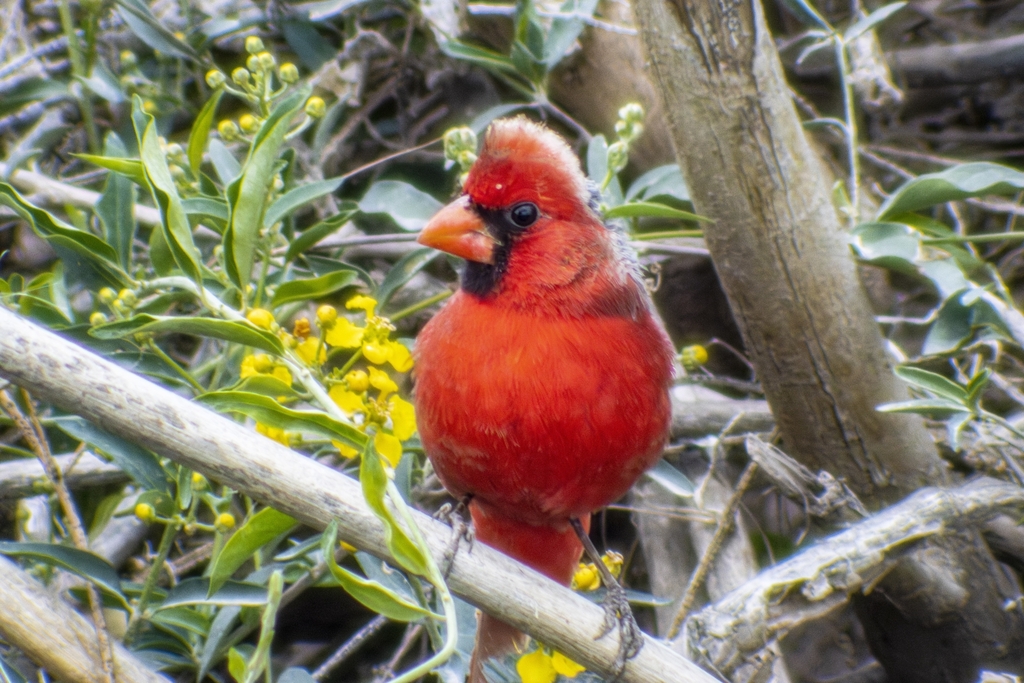 Northern Cardinal from 83310 Son., México on February 10, 2024 at 01:07 ...