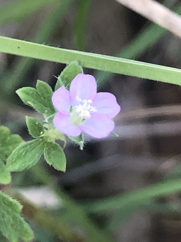 Geranium gardneri from Moyne Shire, Cudgee, VIC, AU on February 11 ...