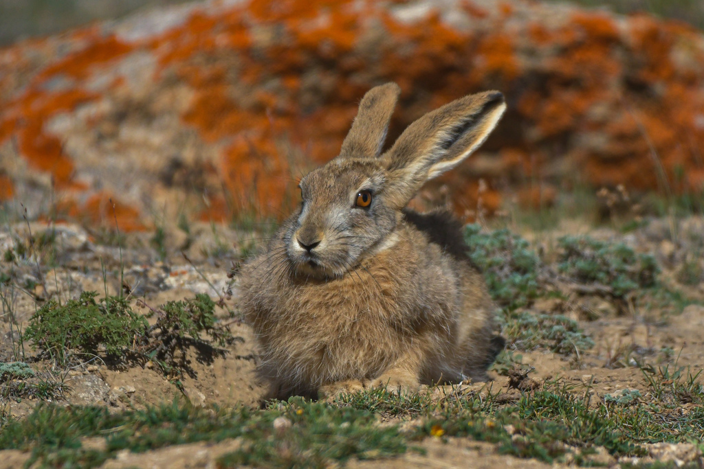 Hares and Jackrabbits (Lepus) - Know Your Mammals