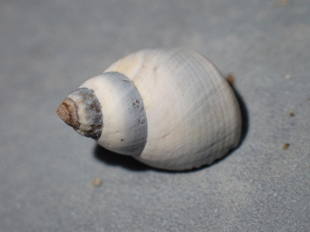 Little Blue Periwinkle from Broulee NSW 2537, Australia on February 8 ...