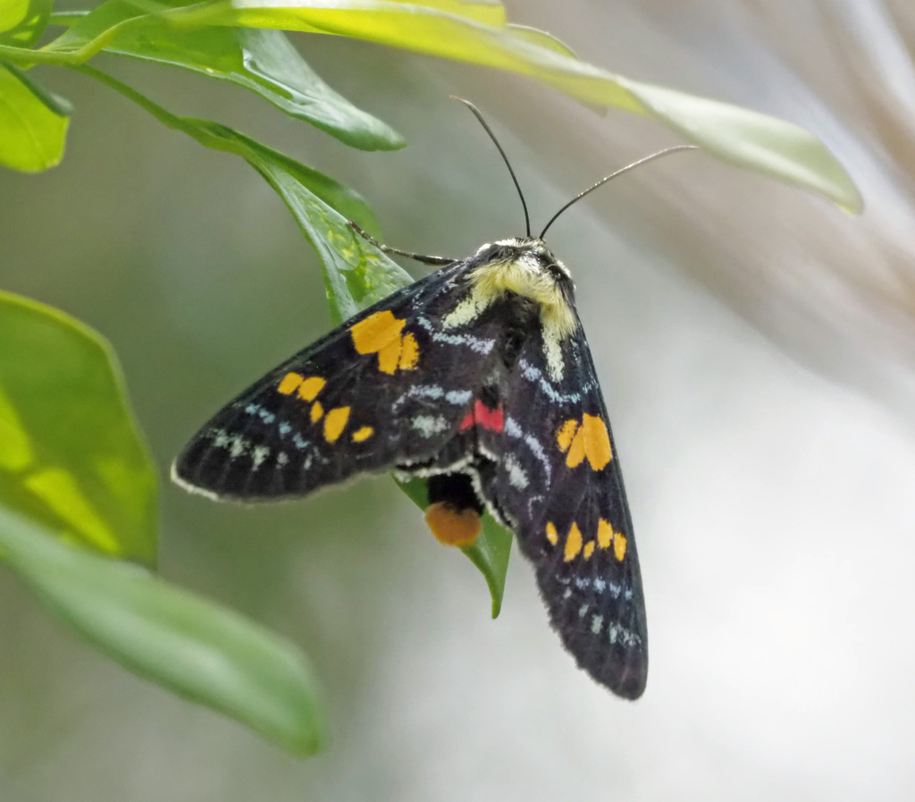 Joseph's Coat Moth from Brisbane QLD, Australia on February 11, 2024 at ...