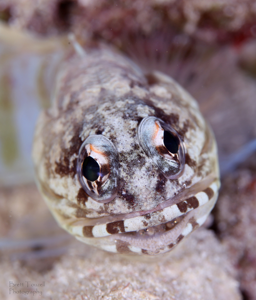 Jawfishes from Raja Ampat, ID-IB, ID on November 22, 2023 at 07:05 PM ...