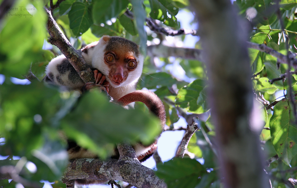 Waigeo Spotted Cuscus in November 2023 by Brett Touzell · iNaturalist
