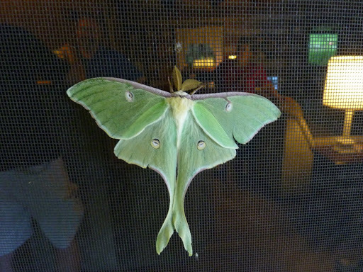 North American Luna Moth from Sugar Tree Inn, VA on May 30, 2011 at 10: ...