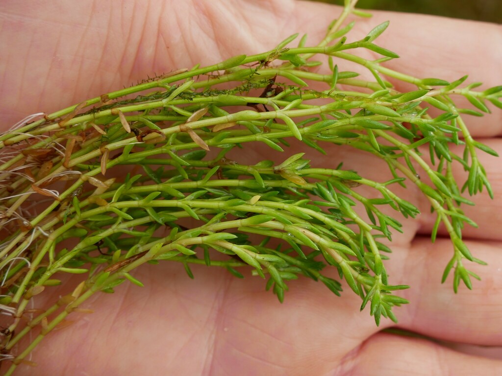 New Zealand pygmyweed from Environment Canterbury land, The Groynes ...