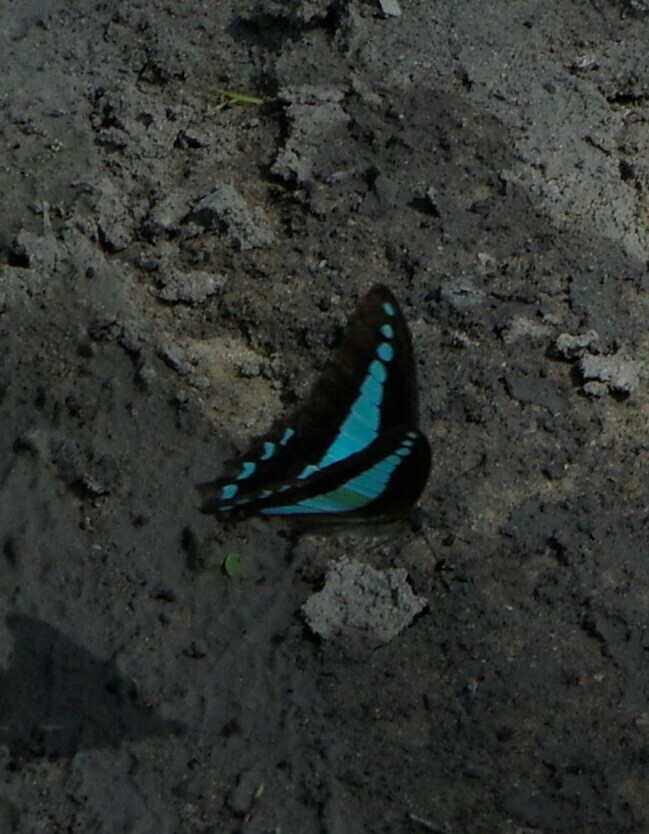 Blue Triangle Butterfly from Maryborough QLD 4650, Australia on ...