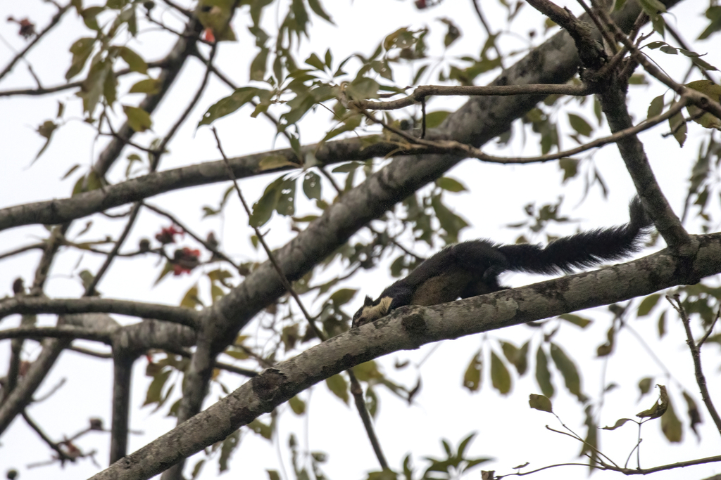 Ratufa bicolor gigantea in February 2024 by Ramesh Shenai Jr. · iNaturalist