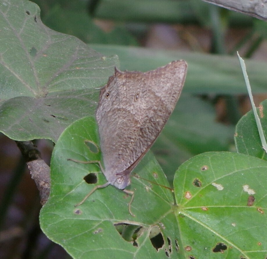 Common Evening Brown from Maryborough QLD 4650, Australia on February ...