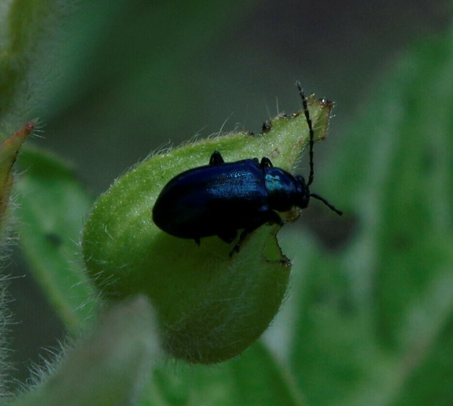 Skeletonizing Leaf and Flea Beetles from Maryborough QLD 4650 ...