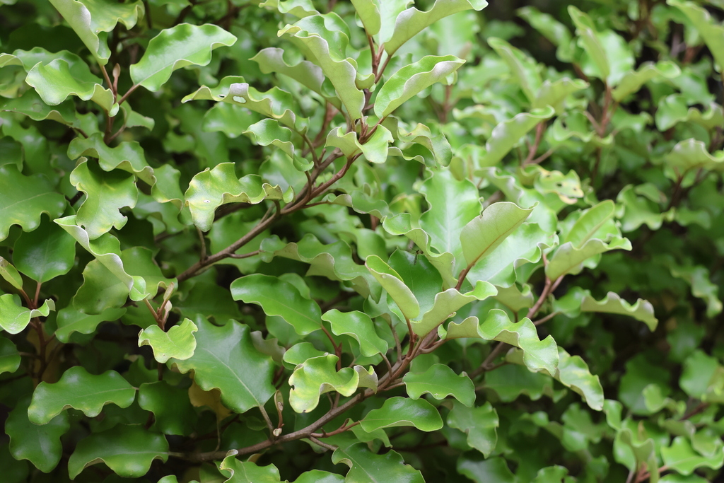 Akiraho from Auckland, New Zealand on December 15, 2023 at 10:19 AM by ...