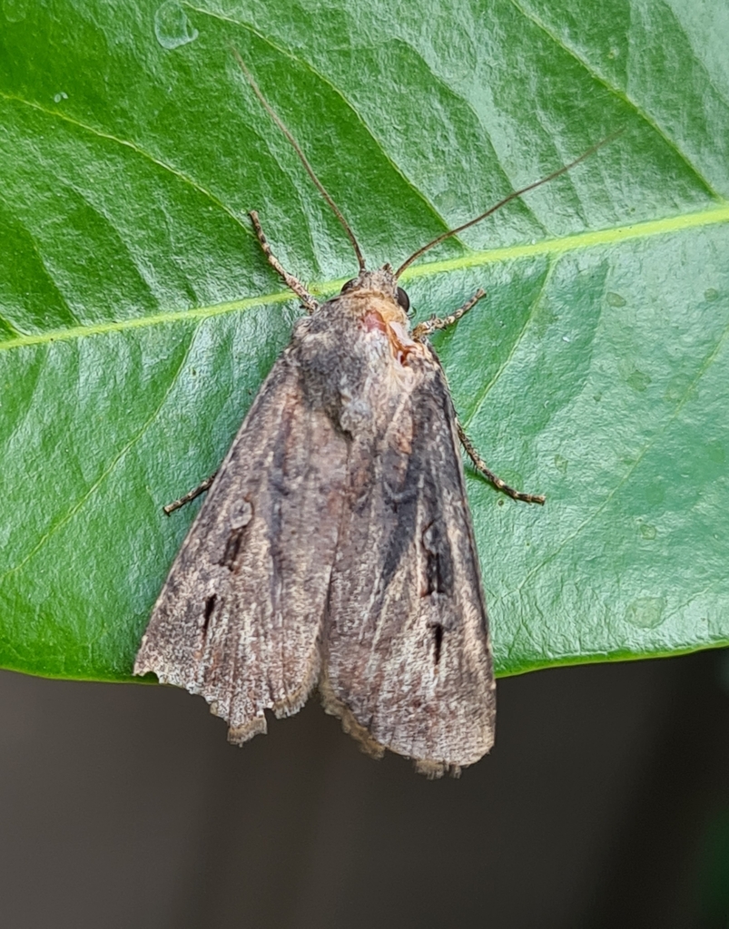 Bogong Moth from Enfield SA 5085, Australia on February 11, 2024 at 04: ...