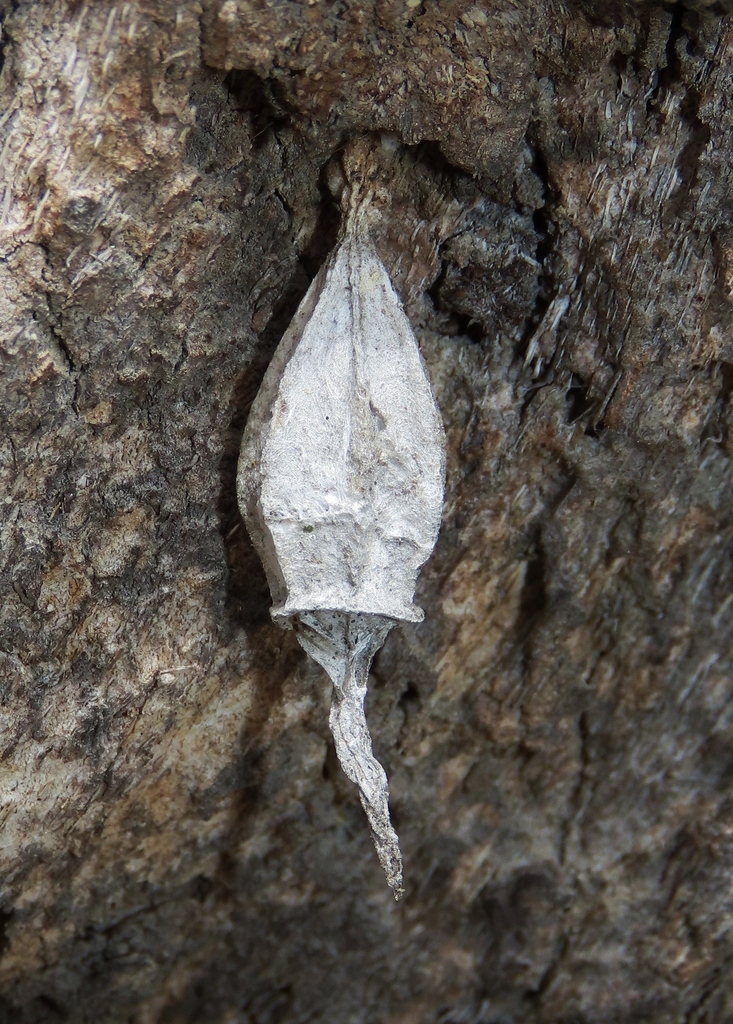 Ribbed Case Moth from Wallaga Lake NSW 2546, Australia on February 11 ...