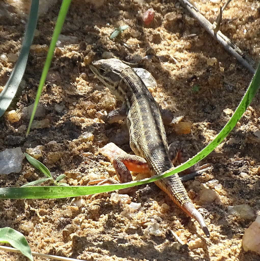 Common Rough-scaled Lizard from Neudam, Khomas Region, Namibia on ...