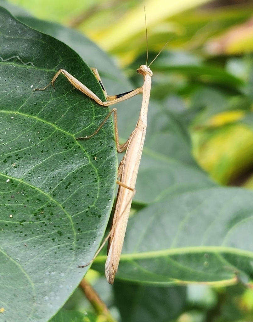 Statilia apicalis from Tuggerah NSW 2259, Australia on February 9, 2024 ...