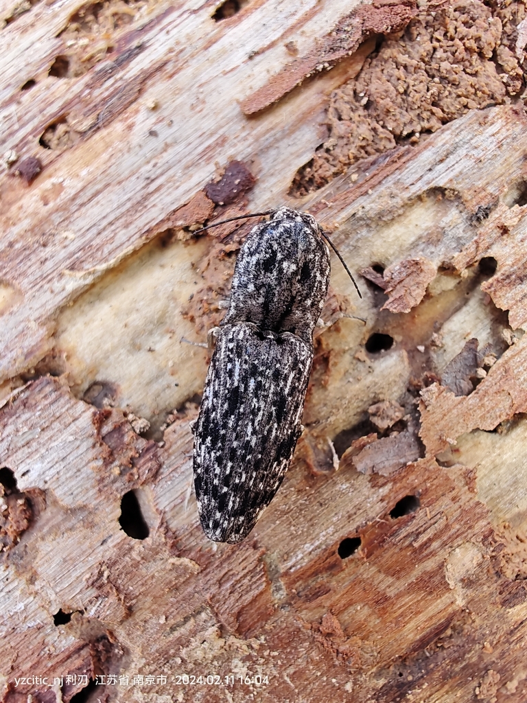Cryptalaus sordidus from Nanjing, CN-JS, CN on February 11, 2024 at 04: ...