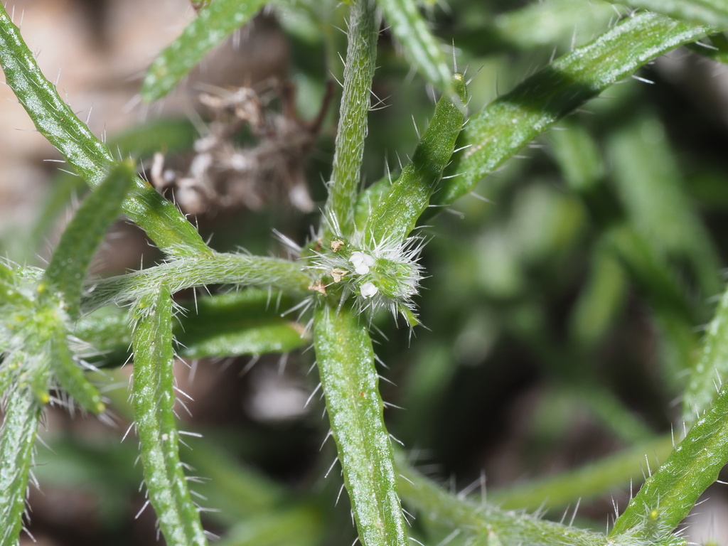Cryptantha maritima maritima from Anza-Borrego Desert State Park ...