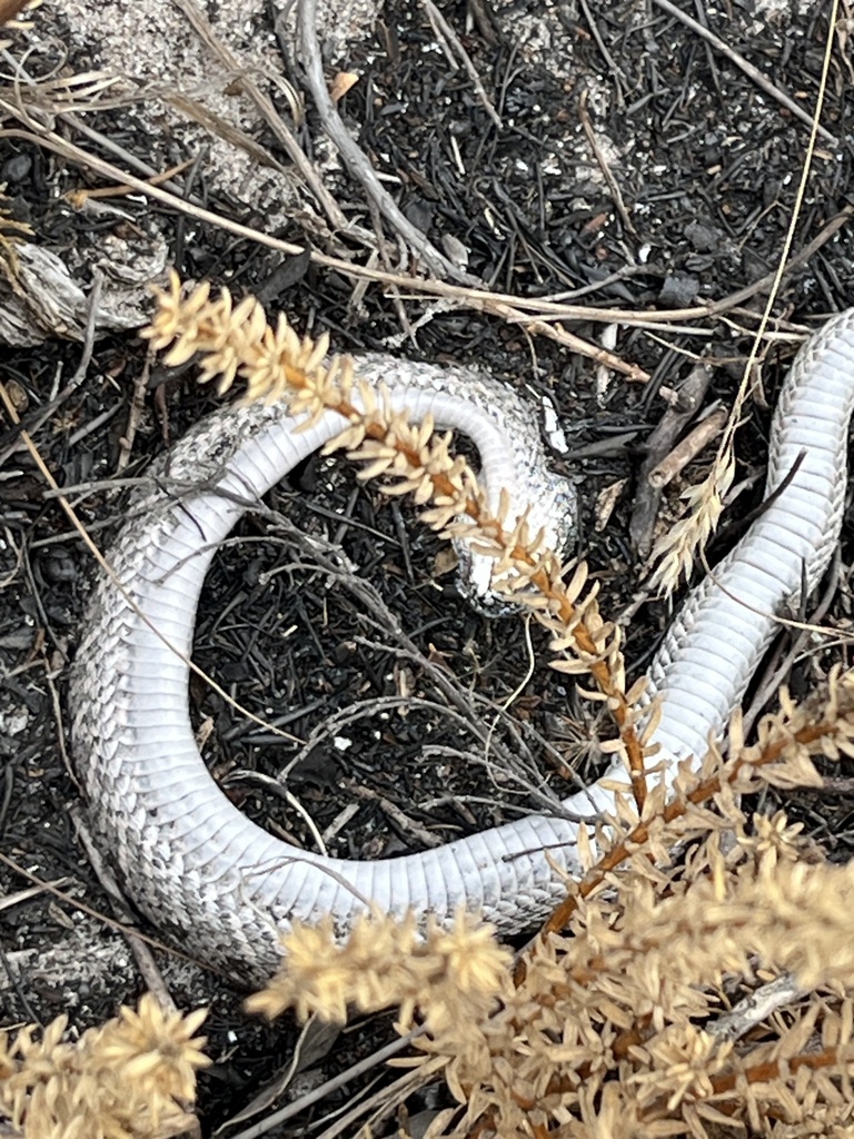 Southern Adder in February 2024 by Charleen. 1 day after the fire ...