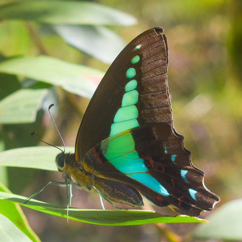 Blue Triangle Butterfly from Toohey Forest Park, Nathan Heights, QLD ...