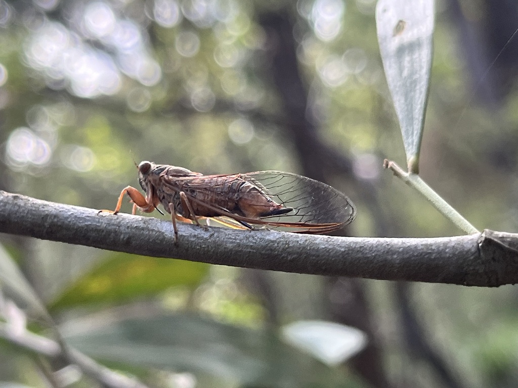 Bronze Tree-buzzer from Toohey Forest Park, Nathan Heights, QLD, AU on ...