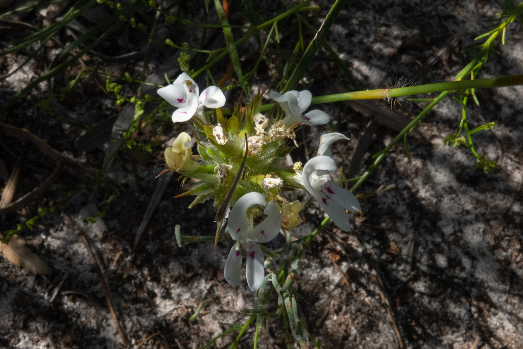 Posy Triggerplant from Moore River National Park WA 6503, Australia on ...