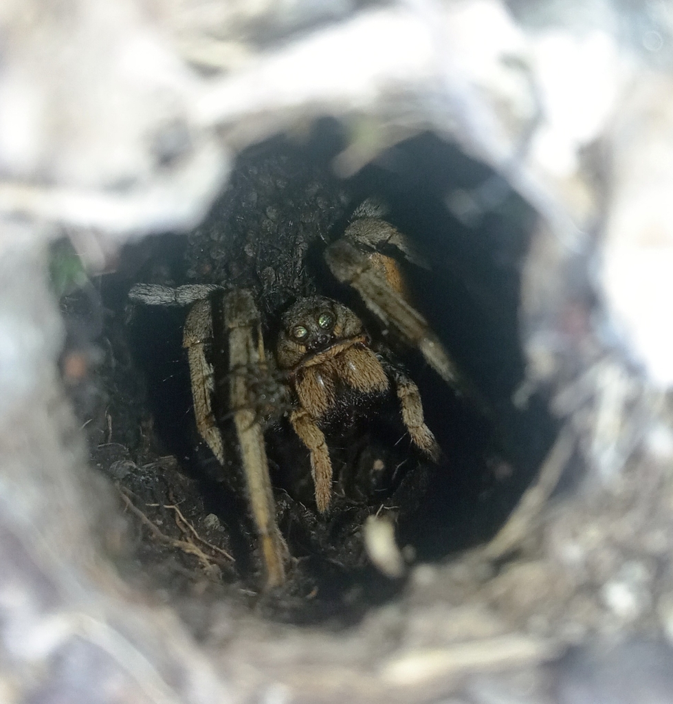 Spanish wolf spider from Cortes do Meio, 6215 Cortes do Meio, Portugal ...