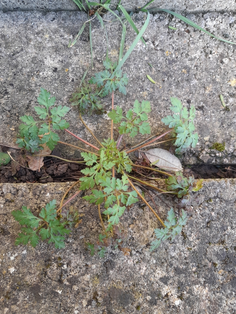Herb Robert from Blunsdon, Blunsdon St Andrew, Swindon SN25 2DW, UK on ...