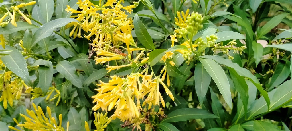 green cestrum from Smalls Creek Way, Beaumont Hills NSW, Australia on ...