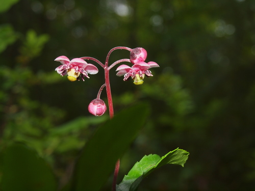 Wintergreens (Subfamily Pyroloideae) · iNaturalist