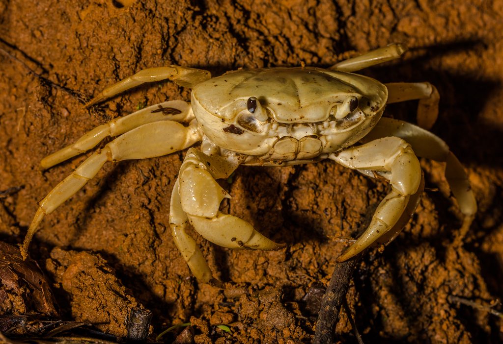 Barusa guerini from Nagla Block Trail SGNP: Entry point, Sasupada ...