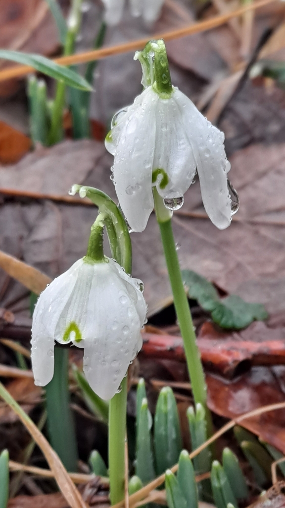 common snowdrop from 68700 Cernay, France on February 11, 2024 at 09:40 ...