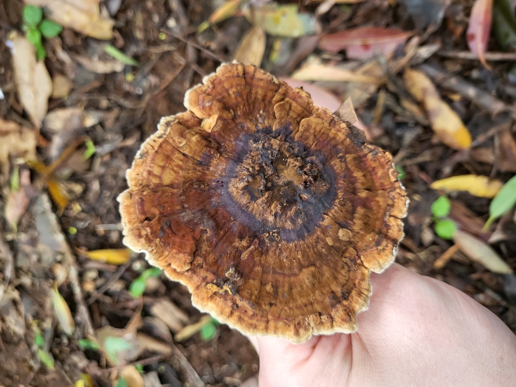 red-staining stalked polypore from Tamborine Mountain QLD 4272 ...