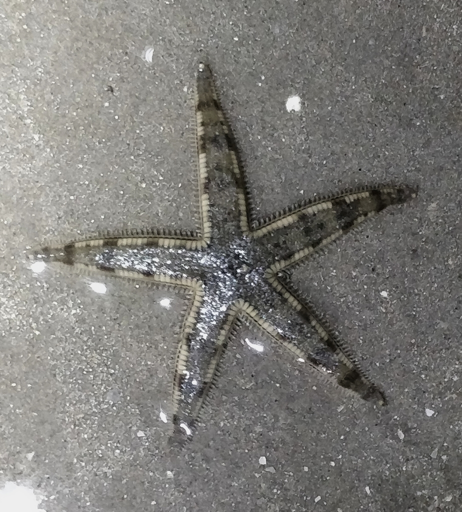 Indo-Pacific Sand Star from South Andaman, IN-AN, IN on April 15, 2019 ...