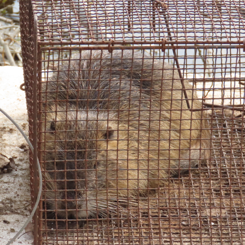 Coypu in February 2024 by Rob Macfie. Live-trapped in this fixed trap ...