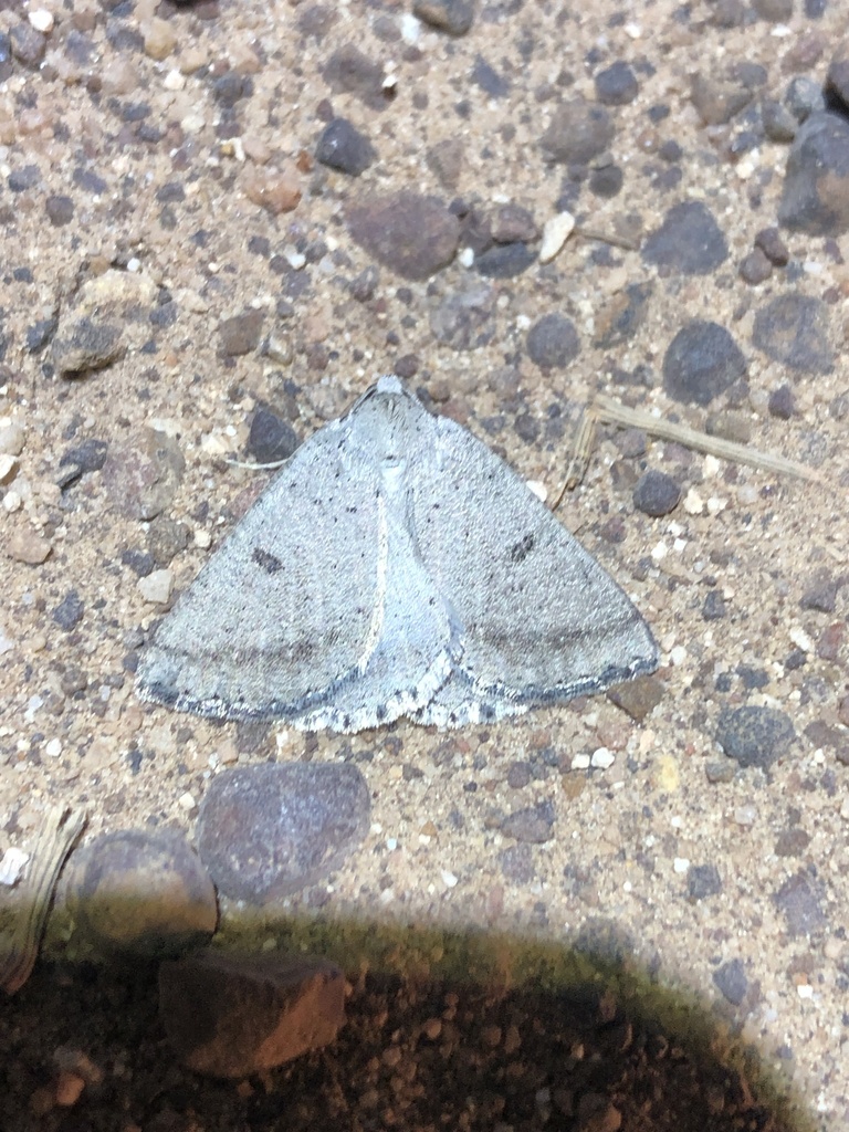 Ring Cape Moth from Wattle Dr, Wanilla, SA, AU on February 11, 2024 at ...